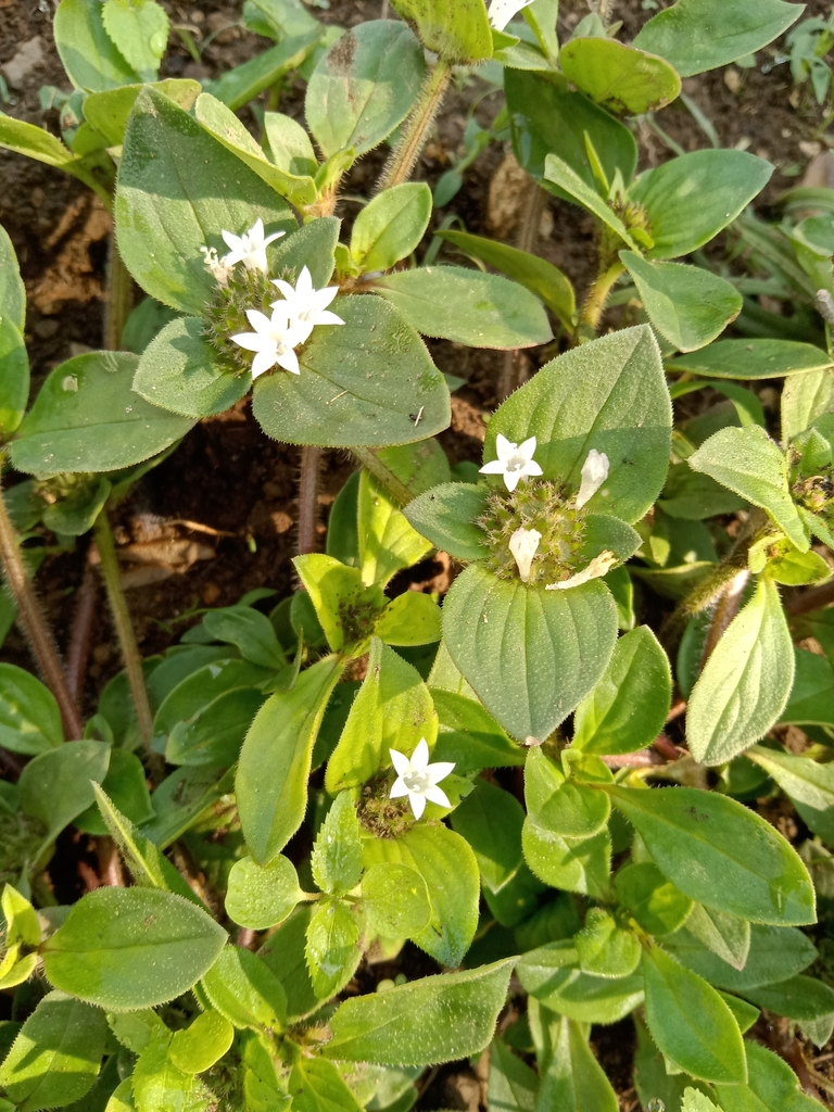 Florida Pusley from Zapotiltic, MX-JA, MX on July 5, 2024 at 09:21 AM ...