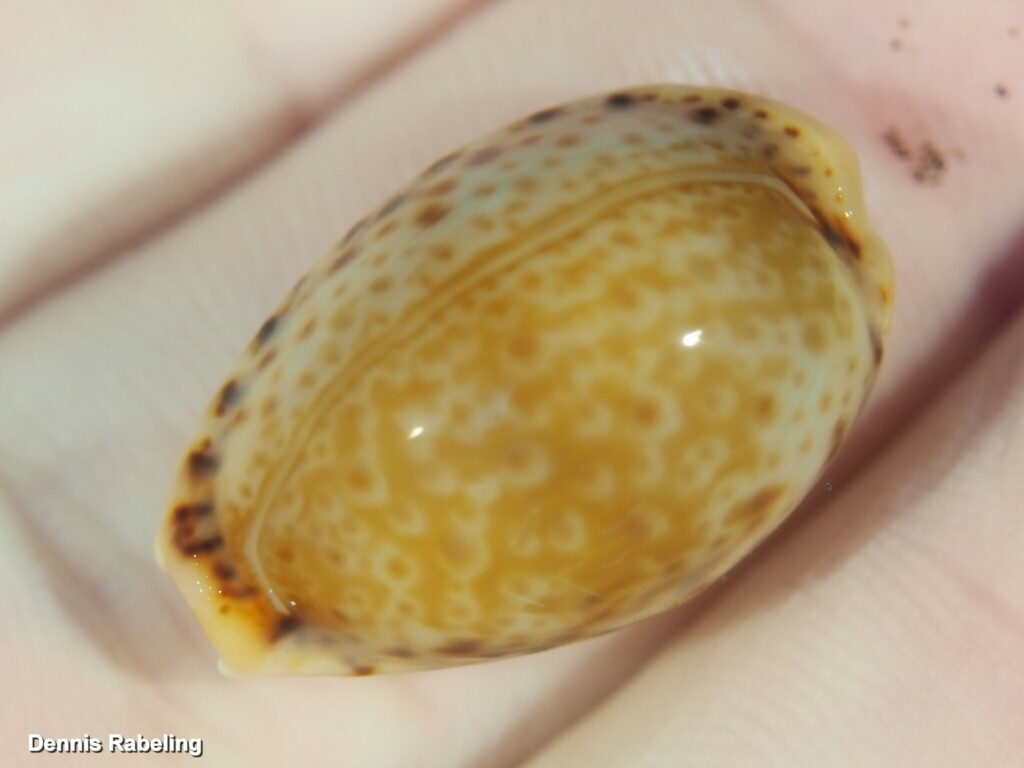 Naria spurca verdensium from Las Palmas, ES-CN, ES on July 5, 2024 at ...