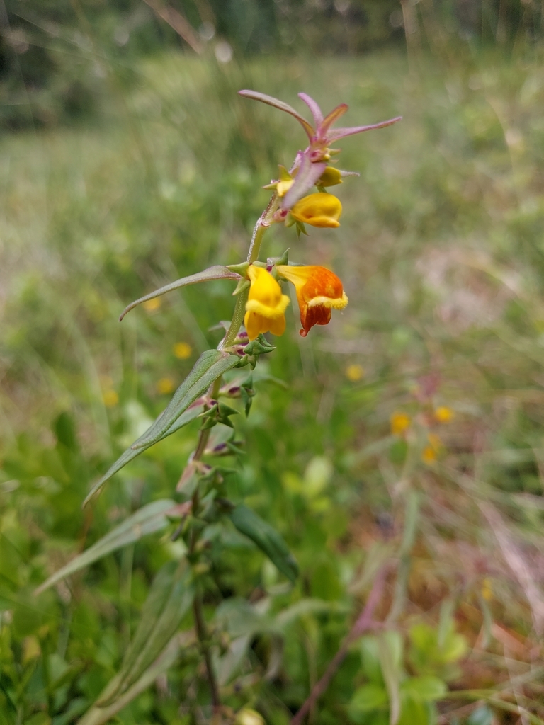 Small Cow-wheat in July 2024 by annuc · iNaturalist