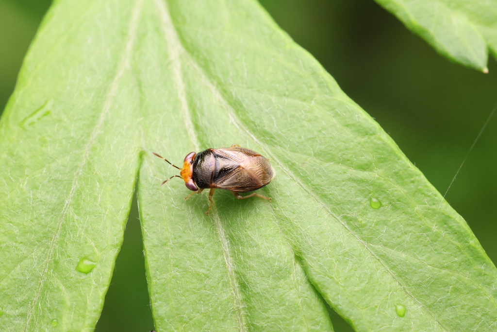 Geocoris varius from Shiosecho, Nishinomiya, Hyogo, Japan on May 31 ...