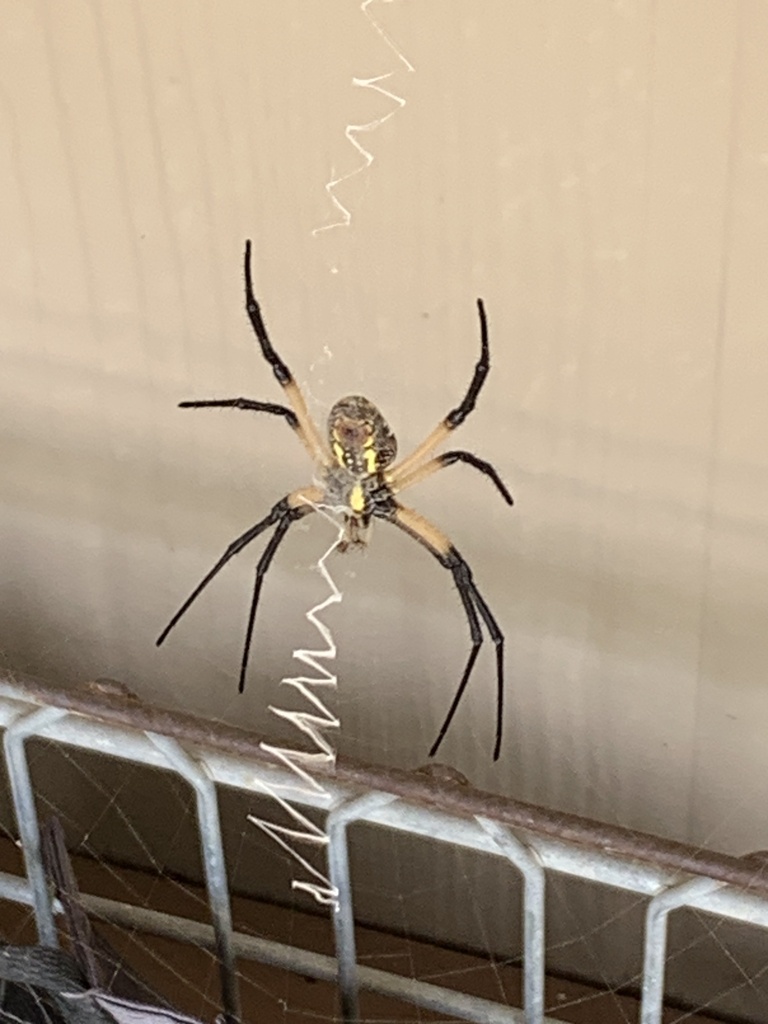 Yellow Garden Spider from County Road 111, Hamilton, TX, US on July 5 ...