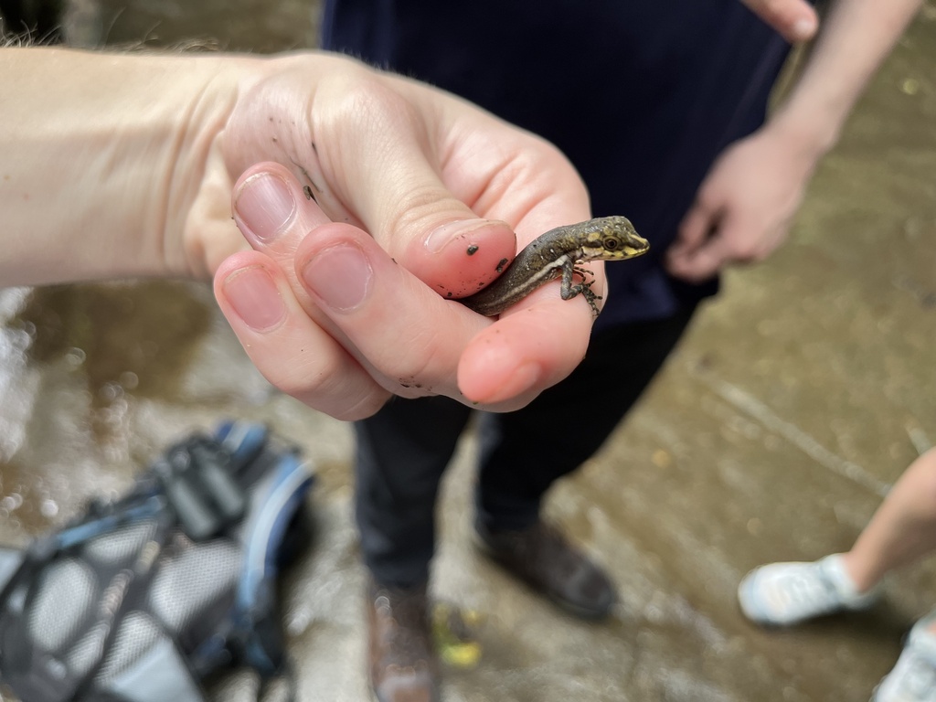 Stream Anole in July 2024 by Matthew. Lifer! · iNaturalist