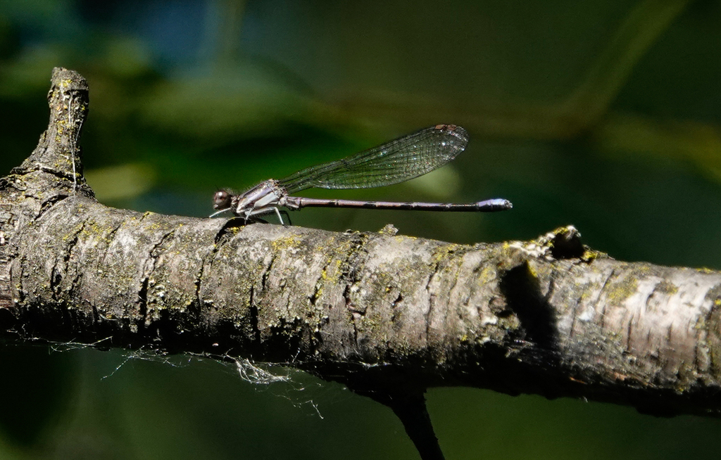 Violet Dancer from Richmond Hill, ON, Canada on July 5, 2024 at 08:56 ...