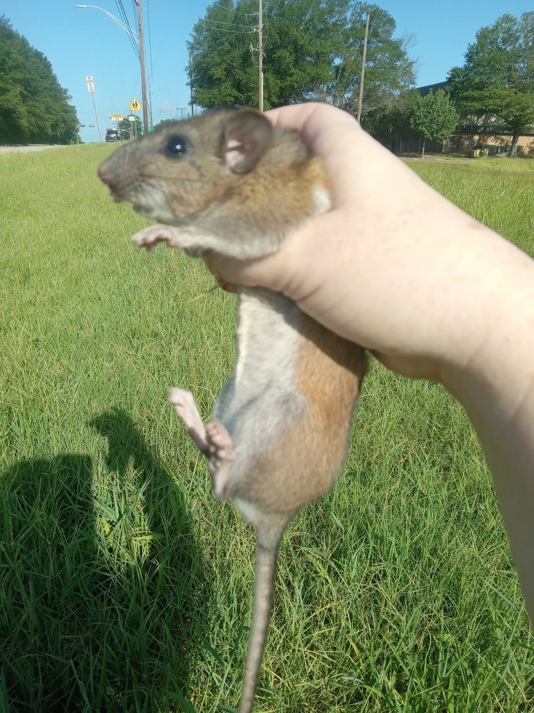 Eastern Woodrat from Longview, TX, USA on July 4, 2024 at 08:51 AM by ...