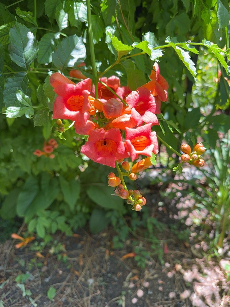 American trumpet vine from Denver County, US-CO, US on July 5, 2024 at ...