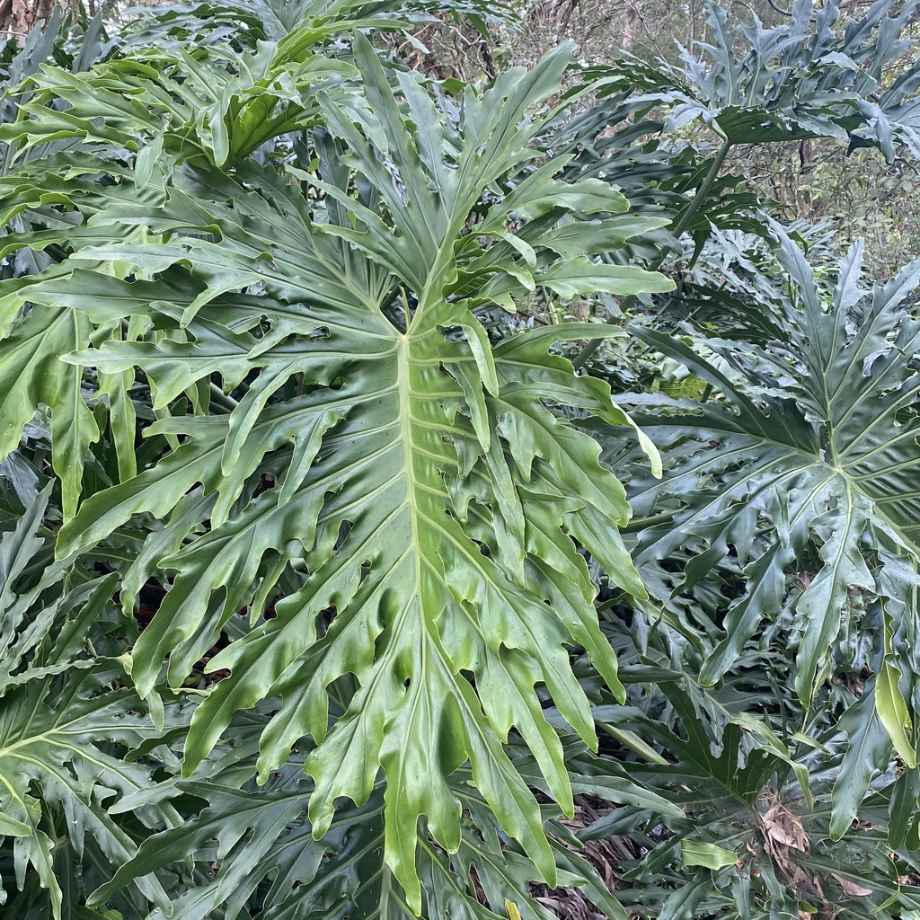 Tree Philodendron from Gregory St, Berkeley Vale, NSW, AU on July 05 ...