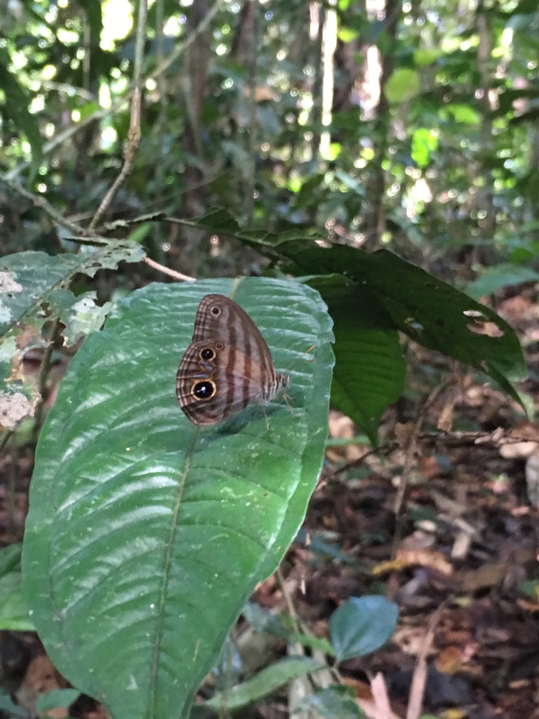 Trico tricolor from Orellana, Orellana, Orellana, EC on 24 May, 2019 at ...