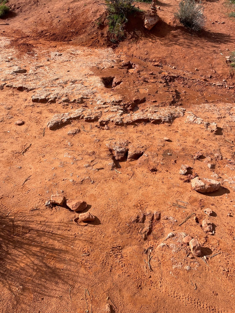 Theropods in March 2023 by fernfotogtaph. No need to thank me · iNaturalist