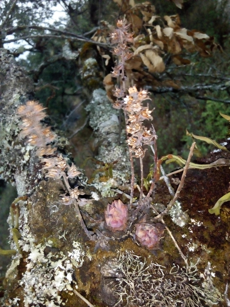 Echeveria megacalyx from Mazatlán Villa de Flores, Oax., México on May ...