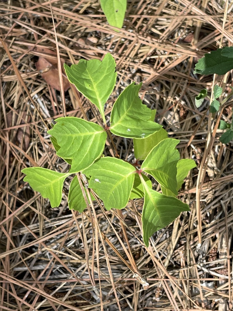 eastern poison ivy from Sam Houston National Forest, Cleveland, TX, US ...