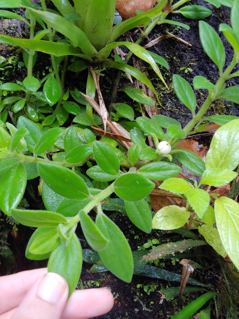 Columnea scandens from Anón, Ponce, Puerto Rico on July 05, 2024 at 09: ...