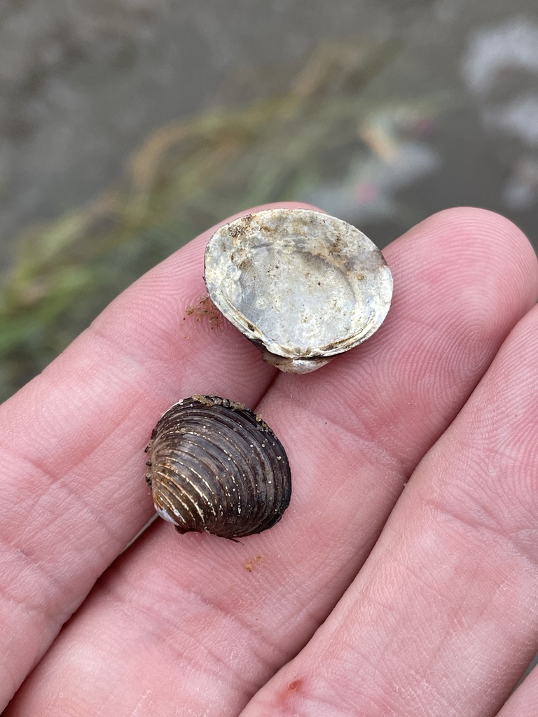 Asian Clam from Rickel Park, Hurst, TX, US on July 5, 2024 at 02:12 PM ...