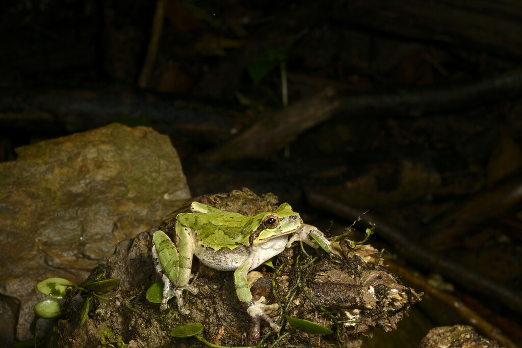Japanese Tree Frog from Kamiagatamachi Kashitaki, Tsushima, Nagasaki ...