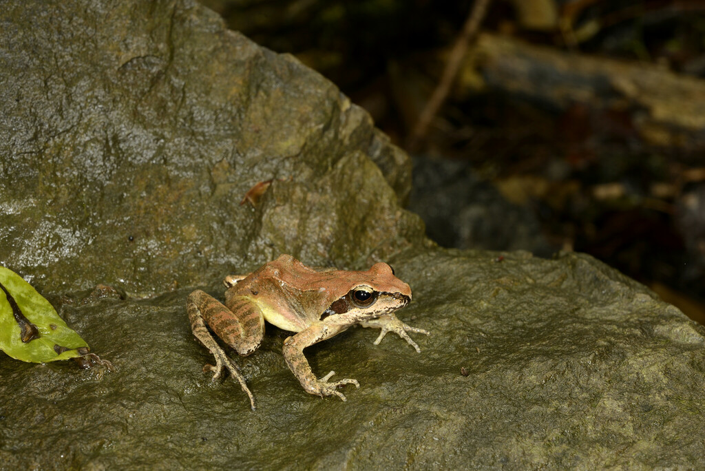 Tsushima Brown Frog in April 2019 by Sebastian Voitel · iNaturalist
