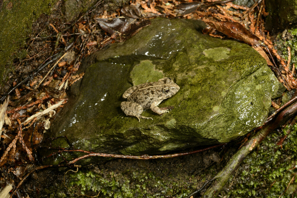 Rice field frog from Kamiagatamachi Kashitaki, Tsushima, Nagasaki 817 ...