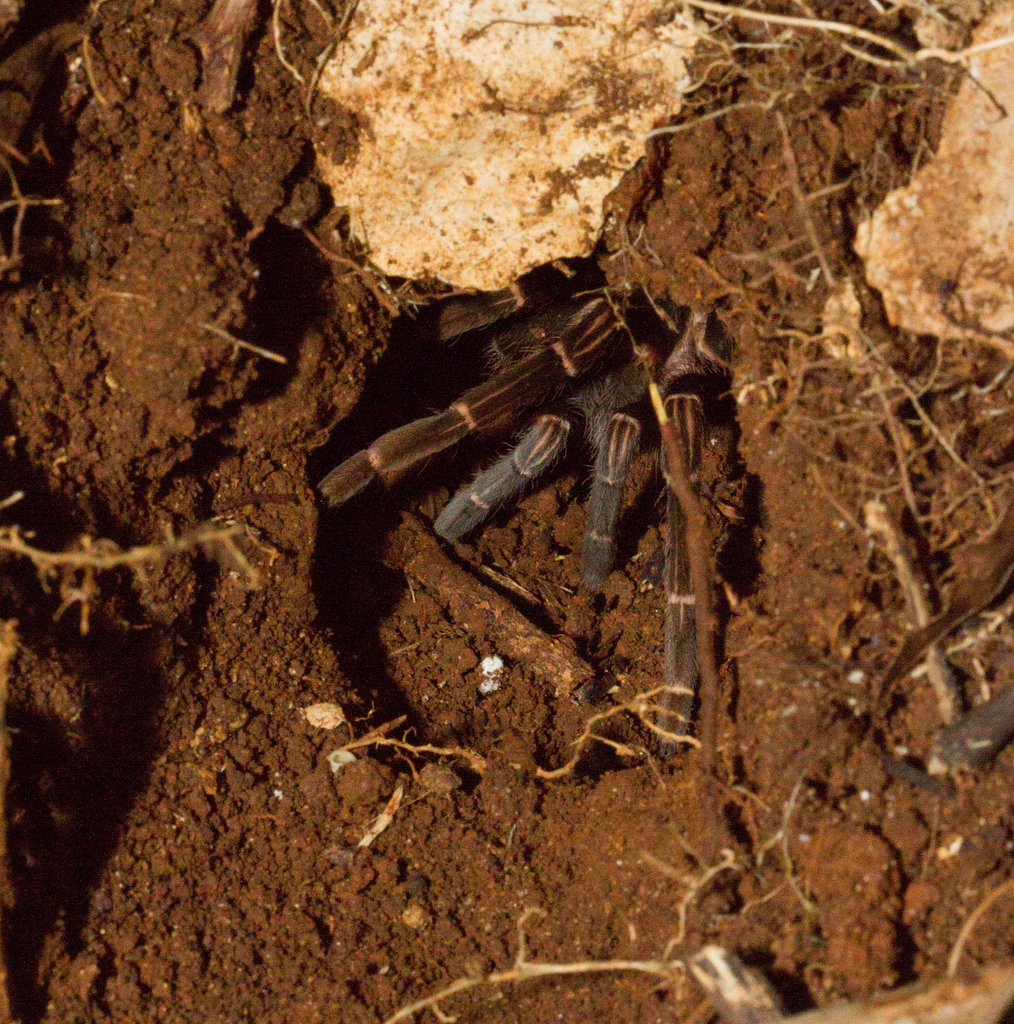 Common Puerto Rican Brown Tarantula from Manatí, Puerto Rico on April ...
