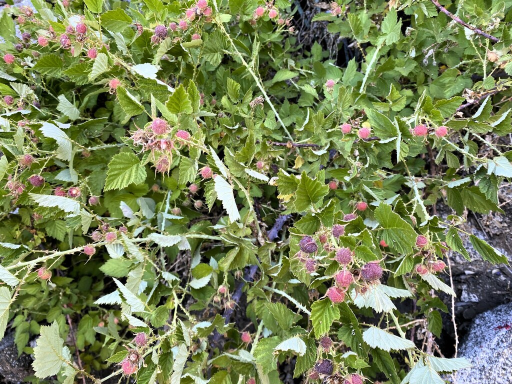 whitebark raspberry from Los Angeles County, CA, USA on July 4, 2024 at ...