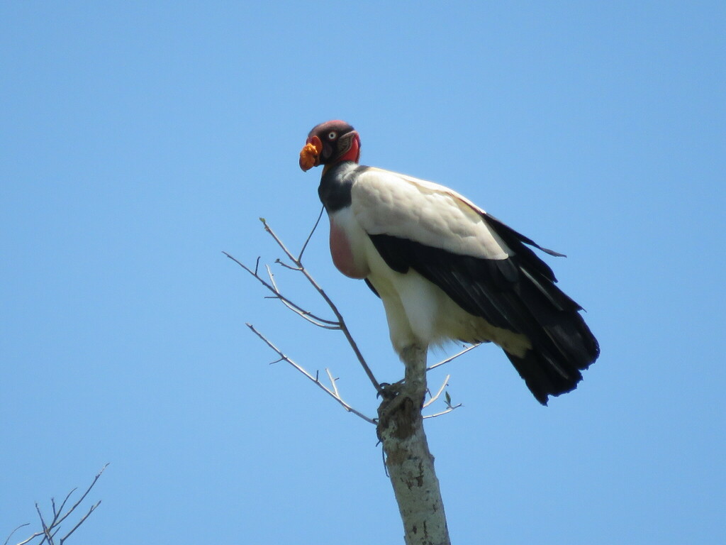 King Vulture in May 2024 by Jean Eichholtzer · iNaturalist
