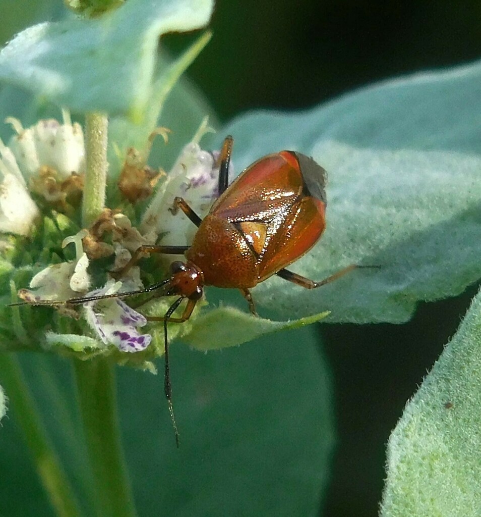 red-spotted plant bug from North Meadow, 102nd St Crossing, New York ...