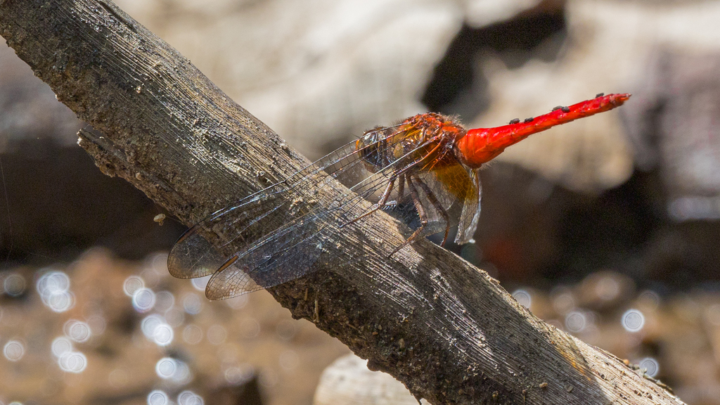 Orange Skimmer from Kerinci Regency, Jambi, Indonesia on June 8, 2024 ...