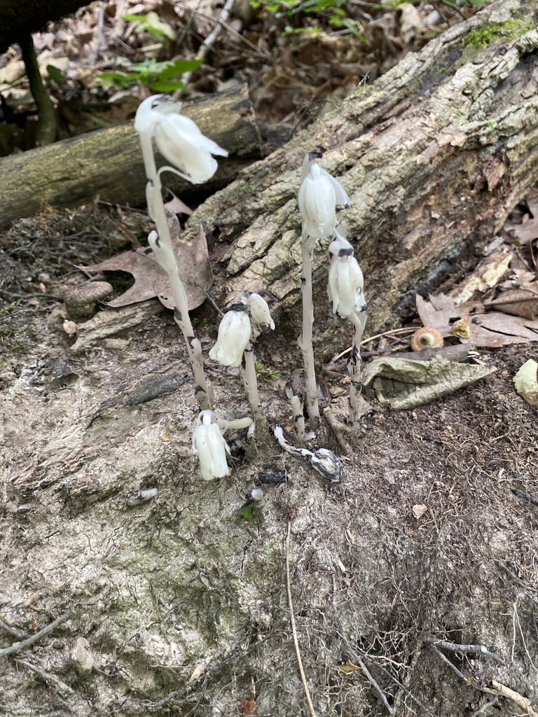Ghost Pipe in July 2024 by Erin · iNaturalist