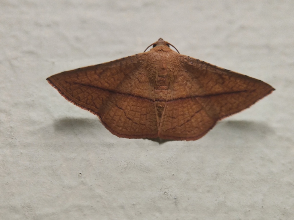 Striglina scitaria from 39W8+W4V, Erumathala West, Aluva, Kerala 683101 ...