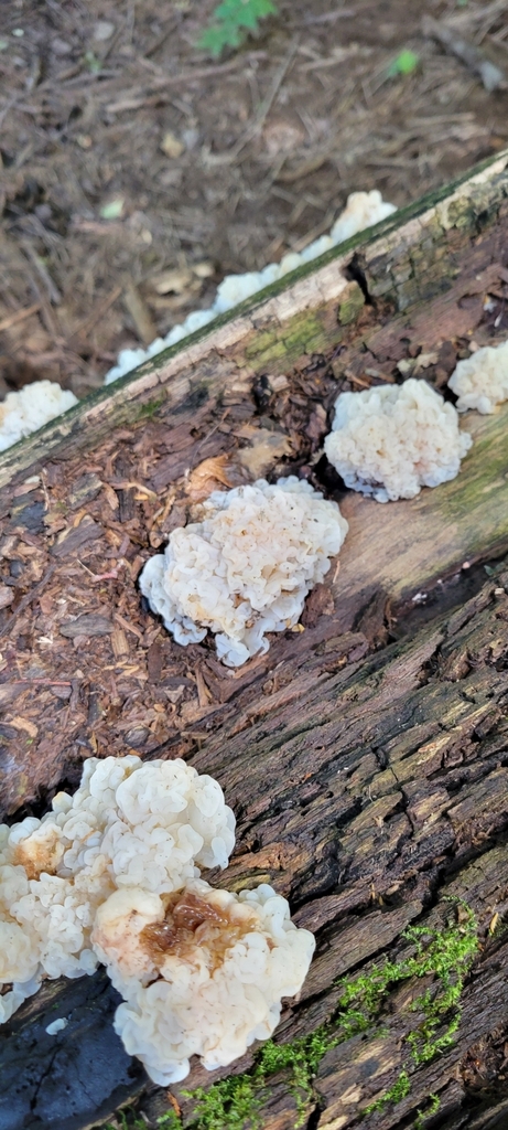 white jelly fungus from Madison, WI 53705, USA on July 5, 2024 by Judi ...