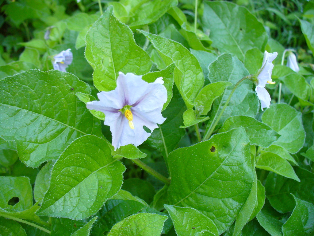 Lycianthes dejecta from La Paz, B.C.S., México on August 30, 2008 at 08 ...
