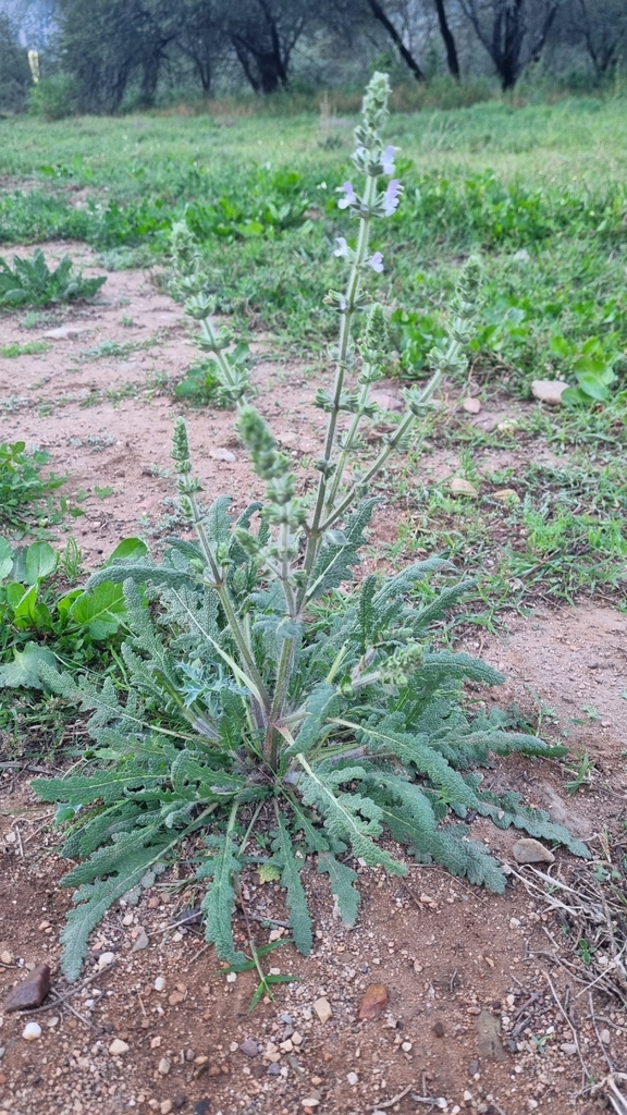 wild clary from Baviaans Local Municipality, South Africa on June 29 ...