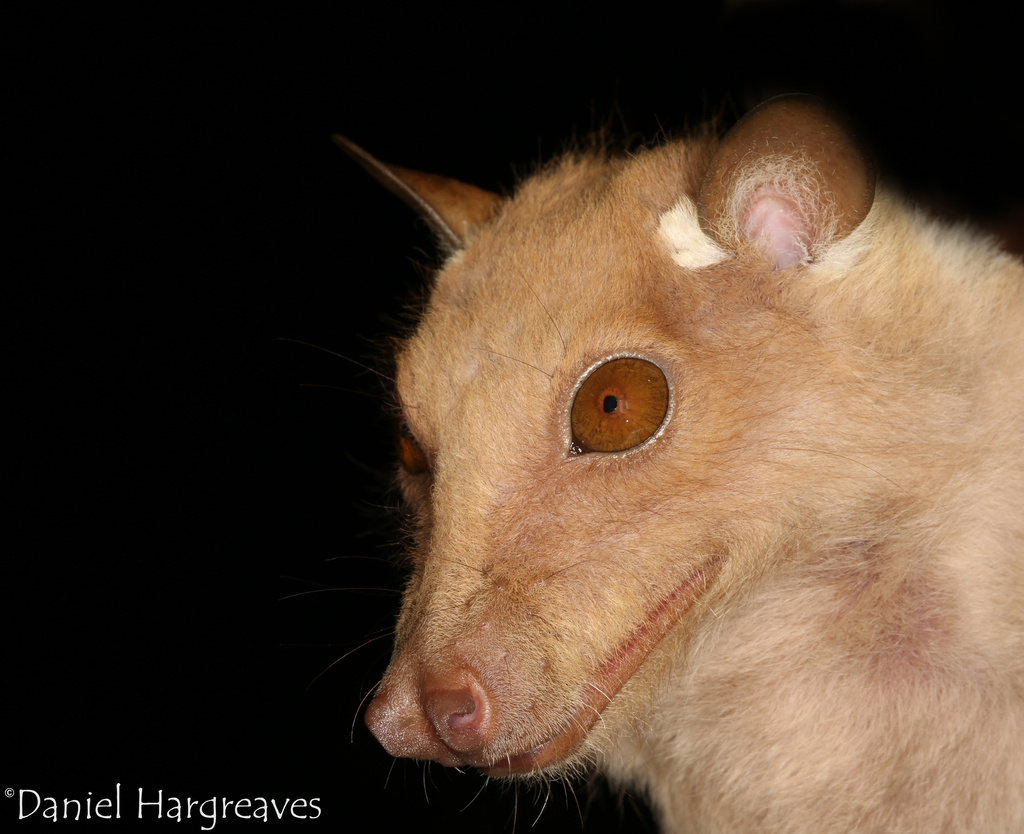 Peters's Epauletted Fruit Bat (Epomophorus crypturus) - Know Your Mammals