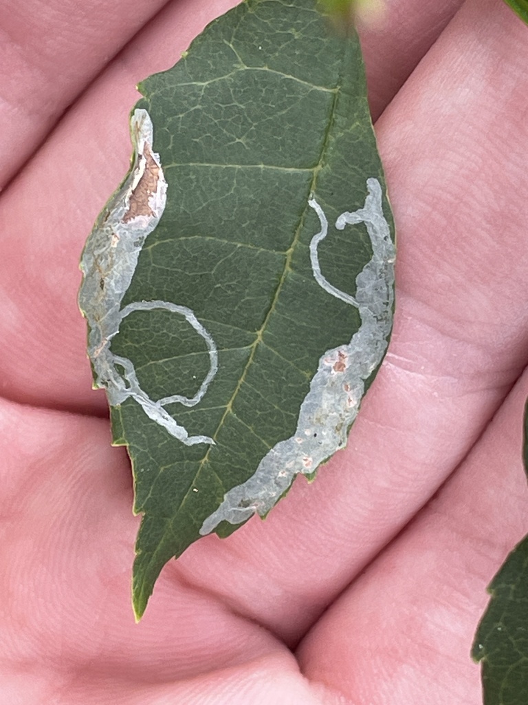 Ash Leaf Cone Roller from Kratz Rd, Collegeville, PA, US on July 5 ...