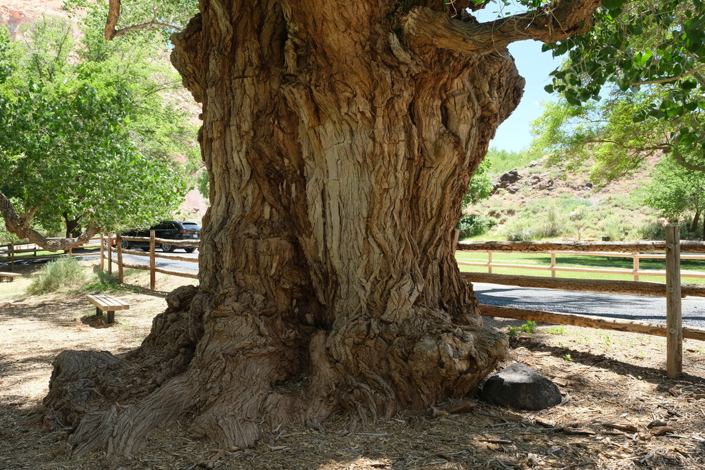 Fremont Cottonwood (Populus fremontii) - Botanical Realm