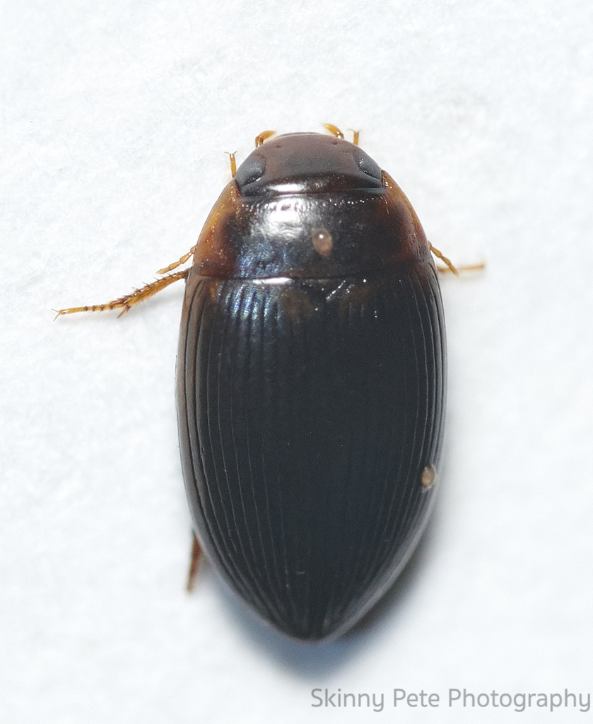 Copelatus from Home on July 4, 2024 at 10:54 PM by Peter May · iNaturalist