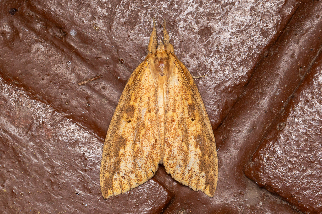 Periergos spinosa from MCM Nature Discovery Villa (Stephen's Place ...