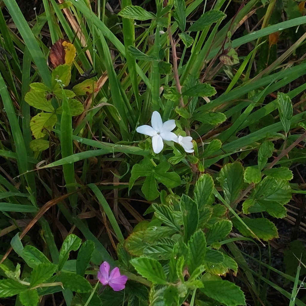 spurge nettle from Florida, Hernando, Chinsegut Wildlife and ...