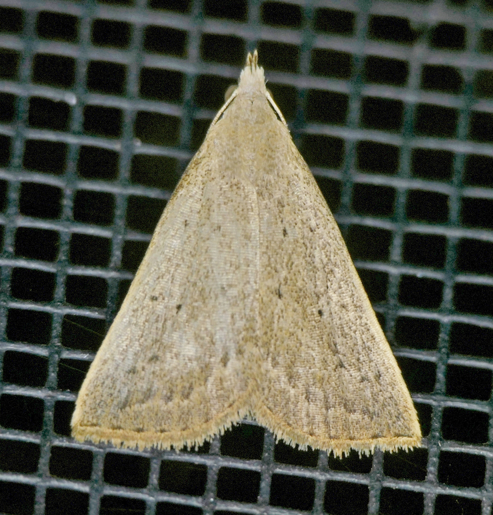 Louisiana Macrochilo Moth (Alle Flyers) · iNaturalist