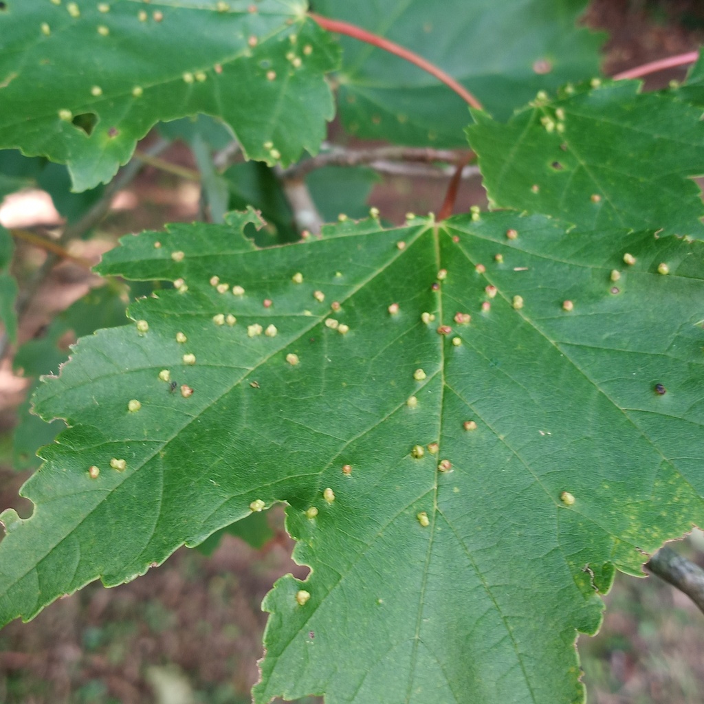 Maple Bladdergall Mite from Queen Anne's County, MD, USA on July 4 ...