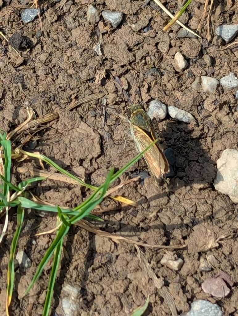 Crossline Skipper from Canaan Heights, WV 26260, USA on July 5, 2024 at ...