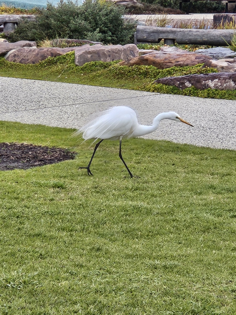 Great Egret from Clyde North VIC 3978, Australia on July 5, 2024 at 07: ...