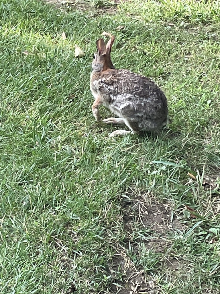 Eastern Cottontail from Olentangy Trail, Columbus, OH, US on July 5 ...