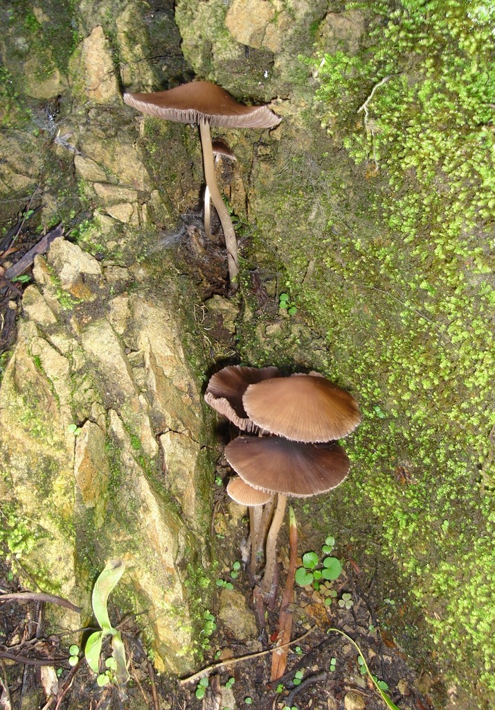 rootlet brittlestem from Ōtari Wilton’s Bush on May 11, 2014 at 11:25 ...