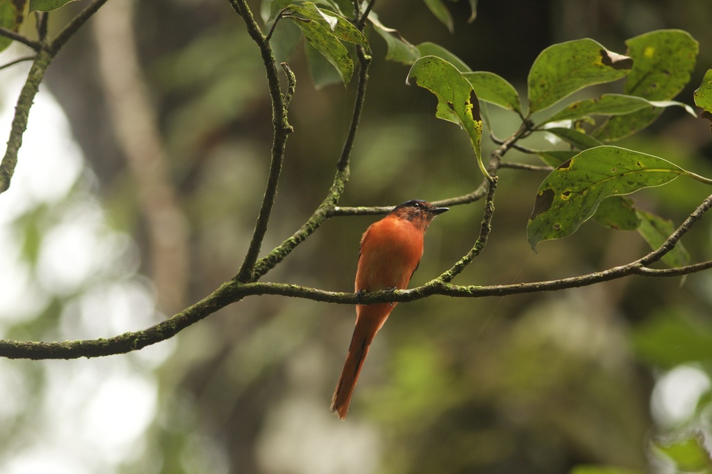 Sunda Minivet from Cianjur Regency, West Java, Indonesia on January 31 ...