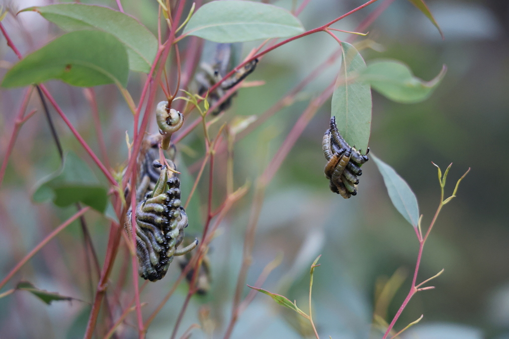 Perginae from Applethorpe QLD 4378, Australia on July 5, 2024 at 05:04 ...