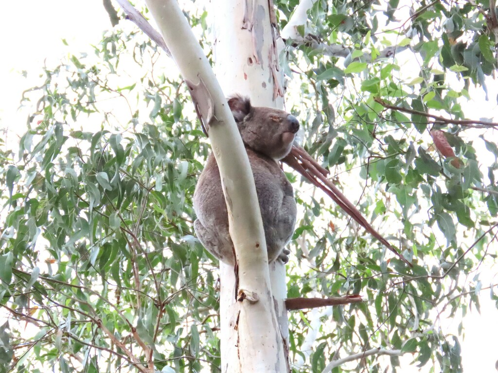 Koala from Withcott QLD 4352, Australia on January 5, 2023 at 06:33 PM ...