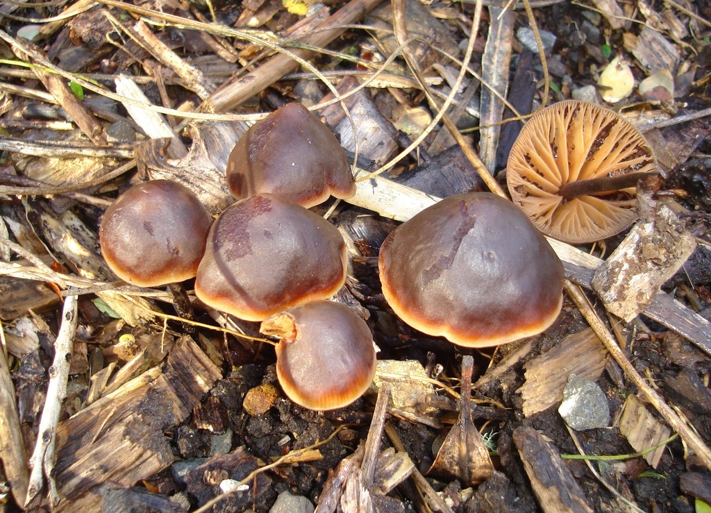 Cucumber Cap from Ōtari Wilton’s Bush on May 11, 2014 at 11:34 AM by ...