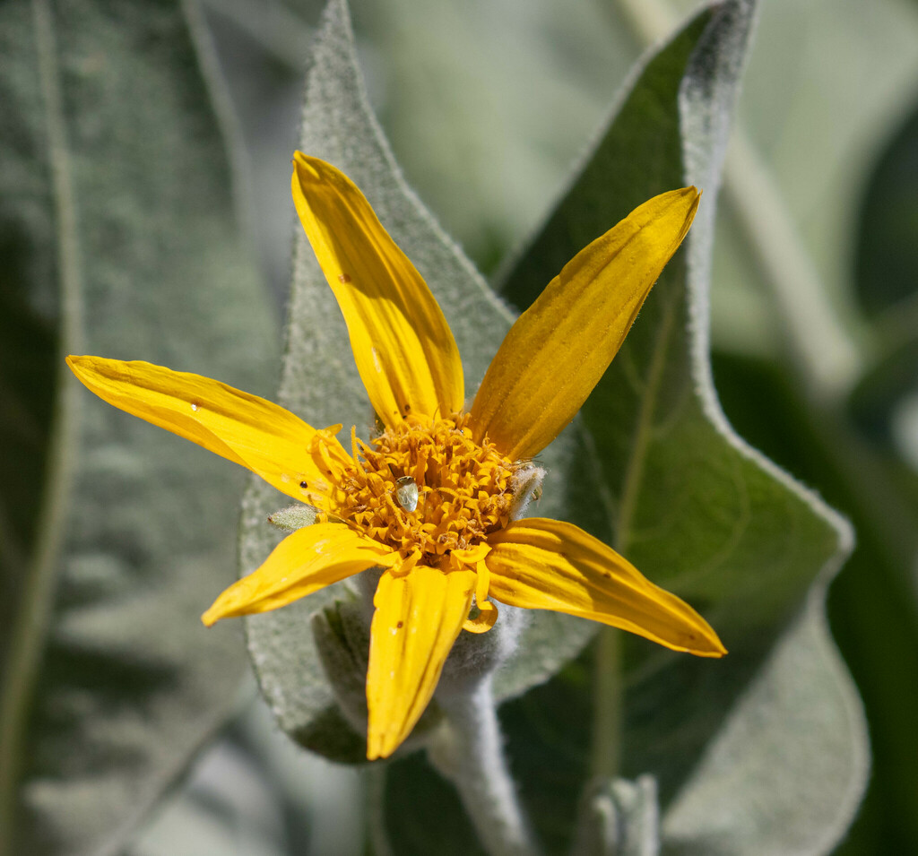 woolly mule's ears from Washoe County, NV, USA on July 2, 2024 at 09:38 ...