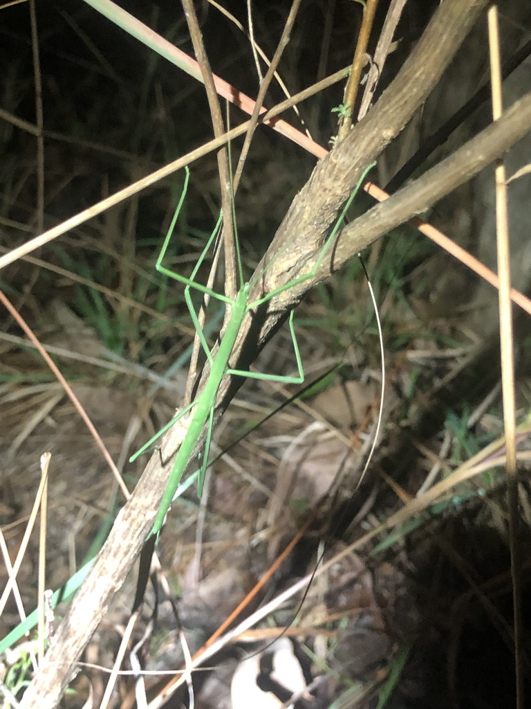 Sydney Stick Insect from Butler Rd, Amiens, QLD, AU on July 3, 2024 at ...