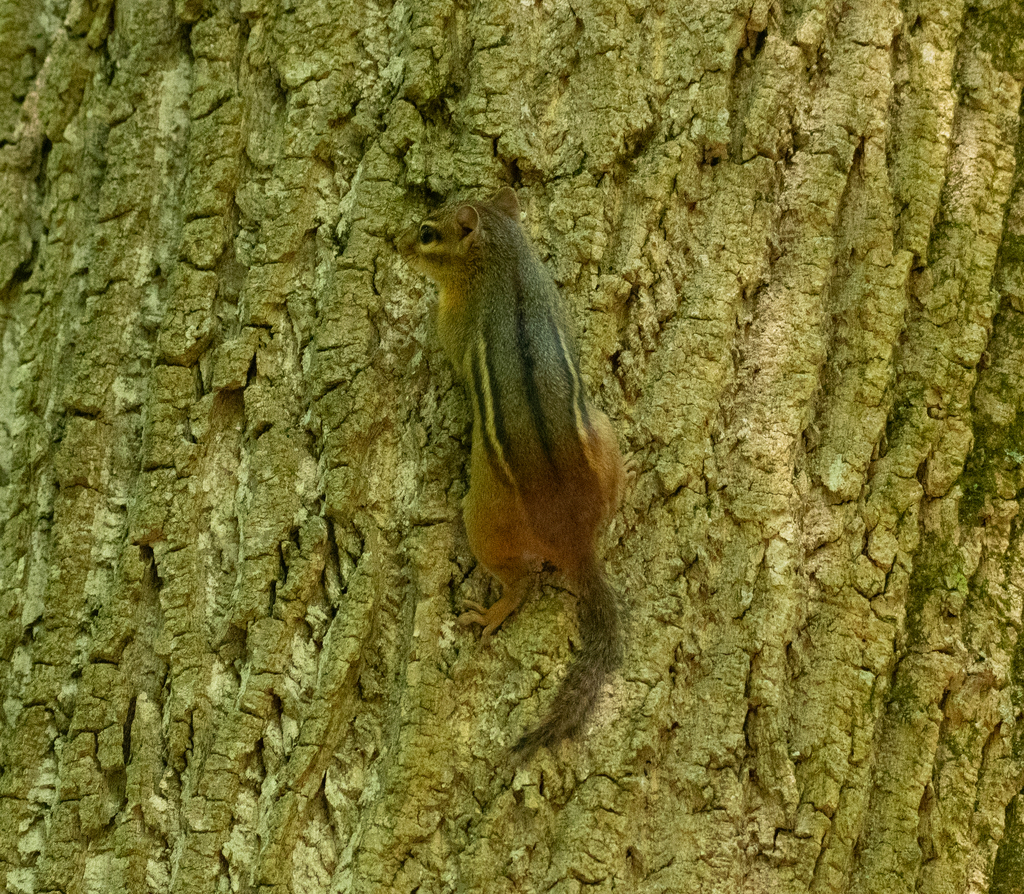Eastern Chipmunk from M John Johnson Nature Center, West Chester ...