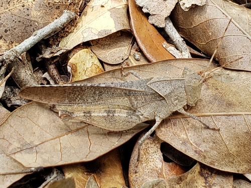 Crepitating Grasshopper (Spharagemon crepitans) · iNaturalist
