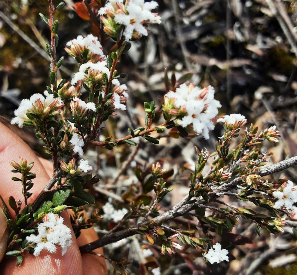 Leucopogon microphyllus pilibundus from Gardens of Stone SCA, Wolgan ...